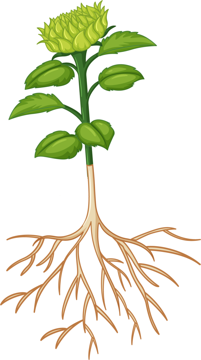 Ferro em Plantas | Funções, Deficiência e Adubação