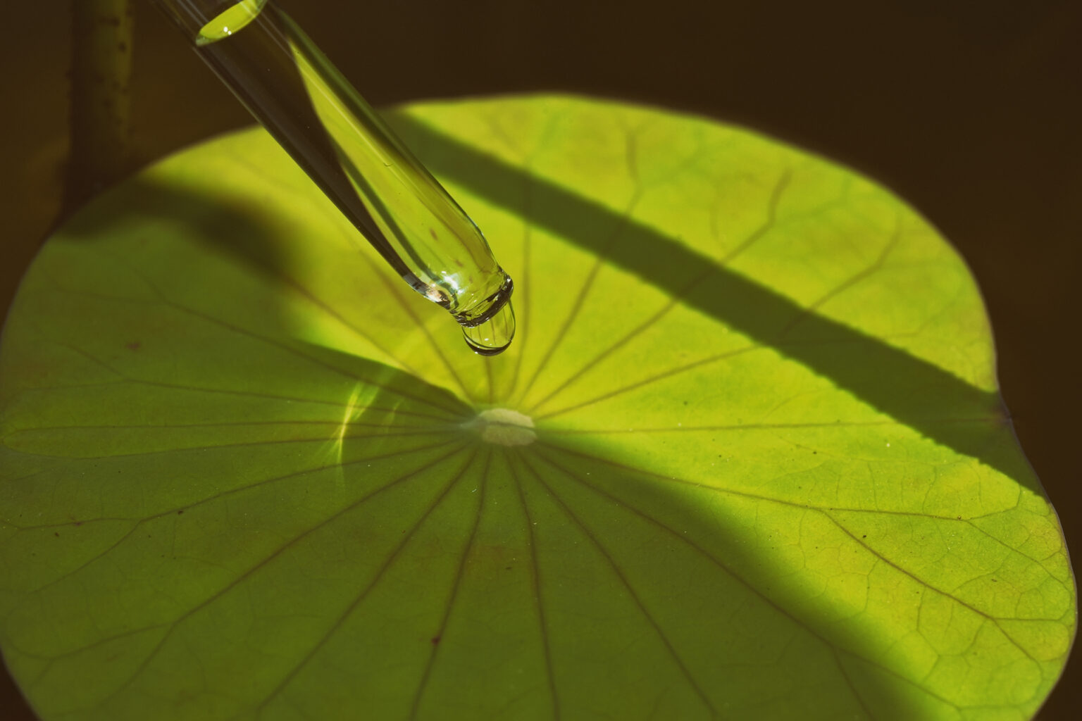 Protein hydrolysate-based biostimulants - Hello Nature Brasil