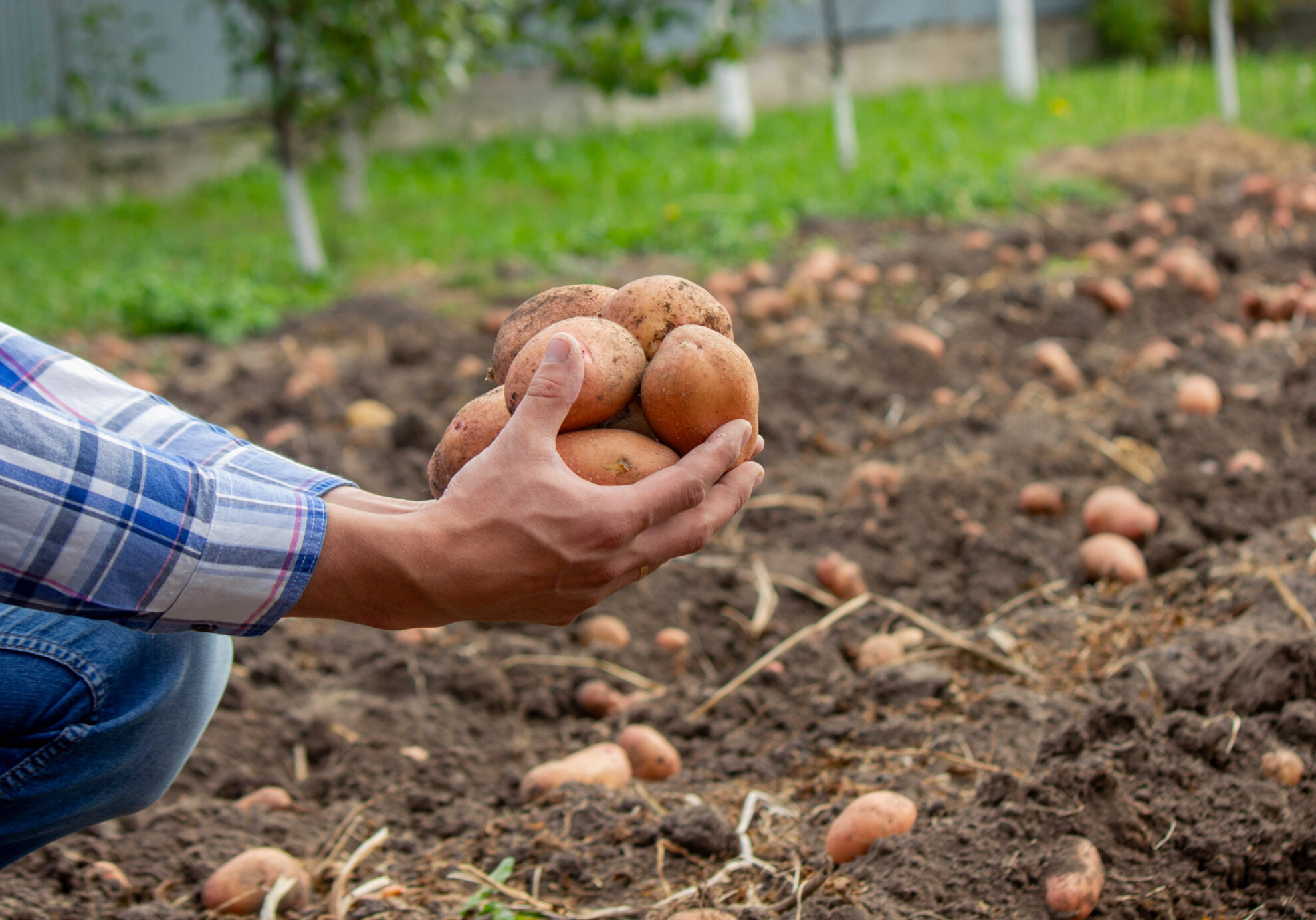 Organic Fertiliser and Potato Yield - Hello Nature