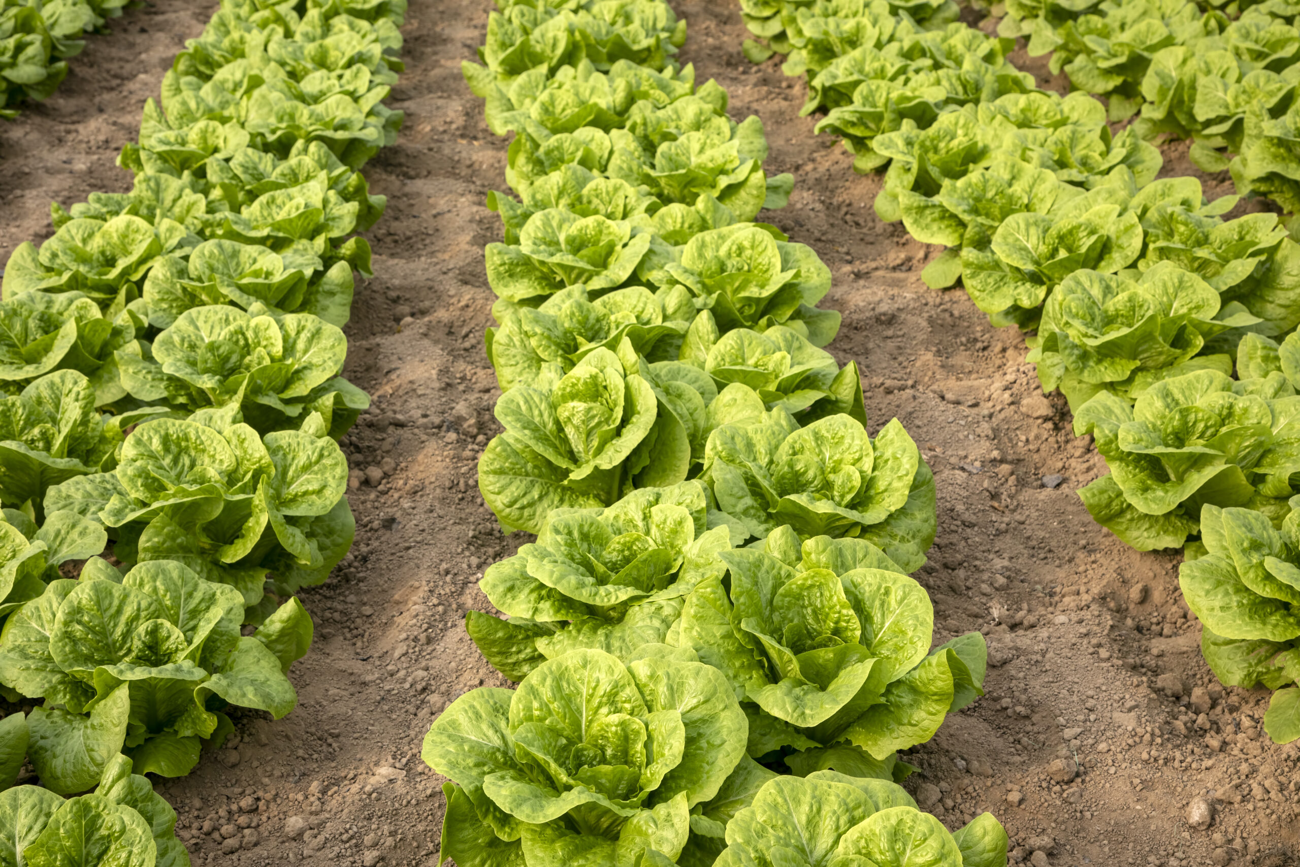 Biostimulant Effects on Lettuce Growth Under Salt Stress - Hello Nature