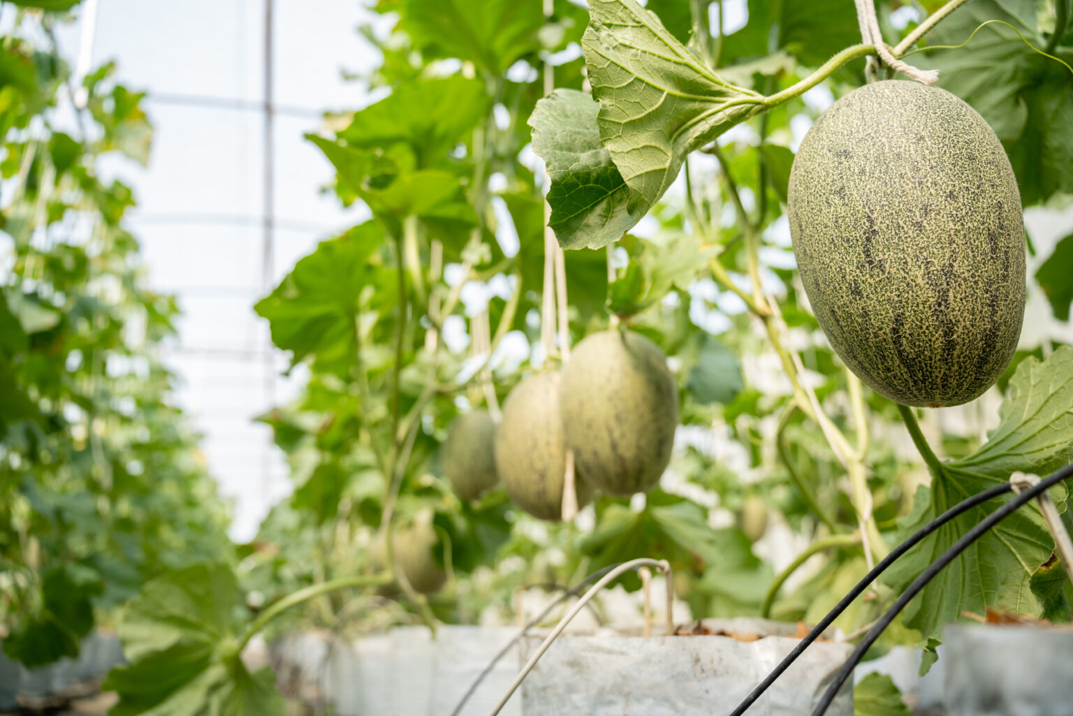 Vegetal Biopolymer Biostimulant Melon Root Growth - Hello Nature ...