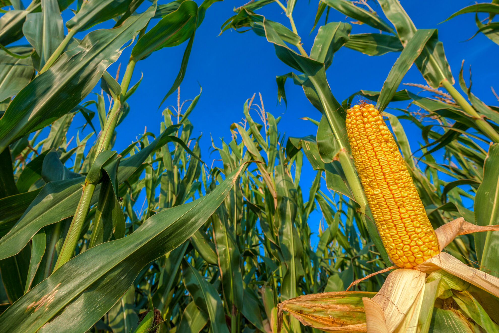 Maize Metabolomic Responses to Biostimulant Seed Treatments - Hello ...