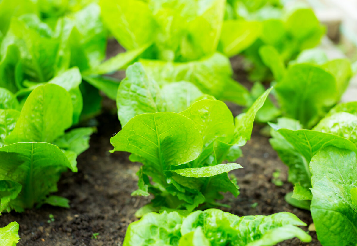 Biostimulants Boost Lettuce Growth and Microbiome - Hello Nature