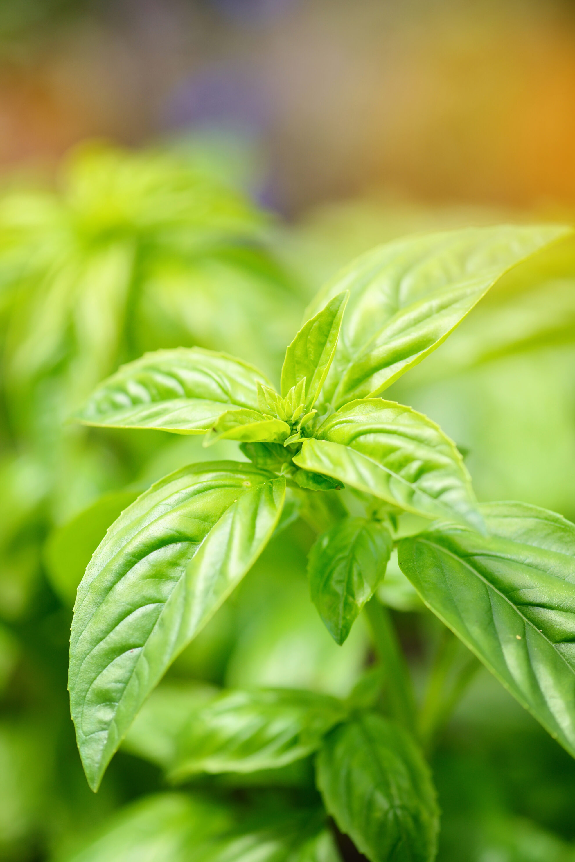Biostimulant Basil Growth under Hydroponic Conditions - Hello Nature ...