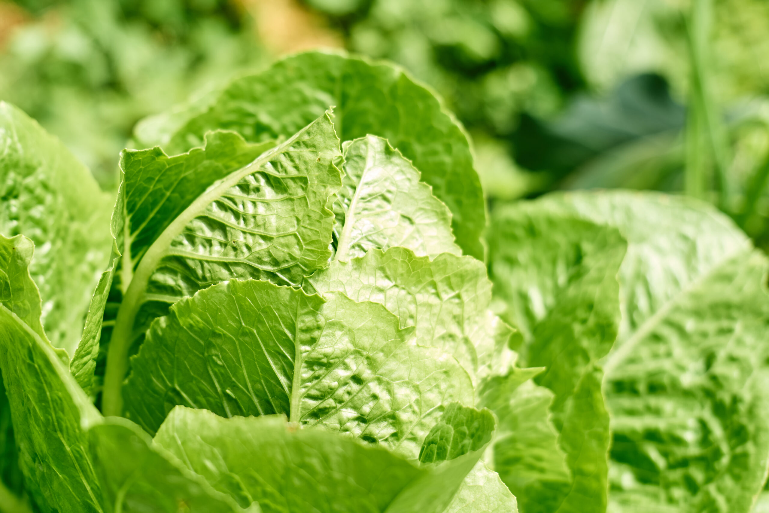 Biostimulant Solutions for Lettuce Production - Hello Nature