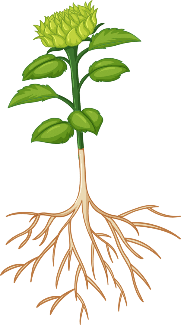 Phosphorus - Hello Nature