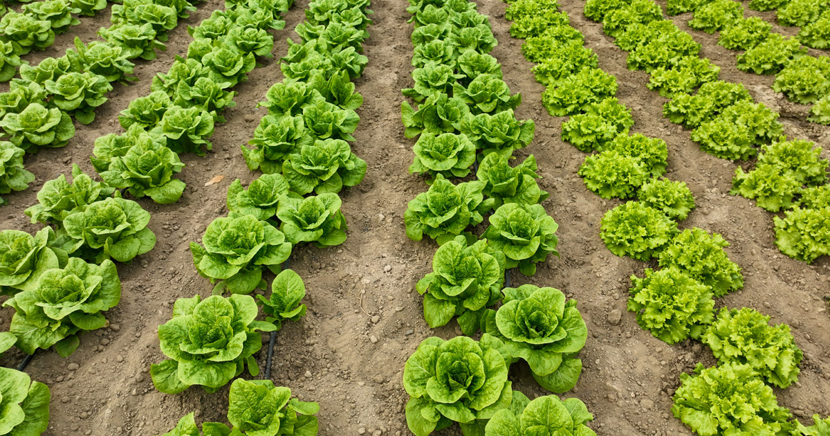 Effects of arbuscular mycorrhizal inoculation - Hello Nature USA